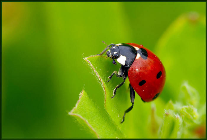 Day Seven: My Favourite Living Thing :: Living Things: At Home Learning